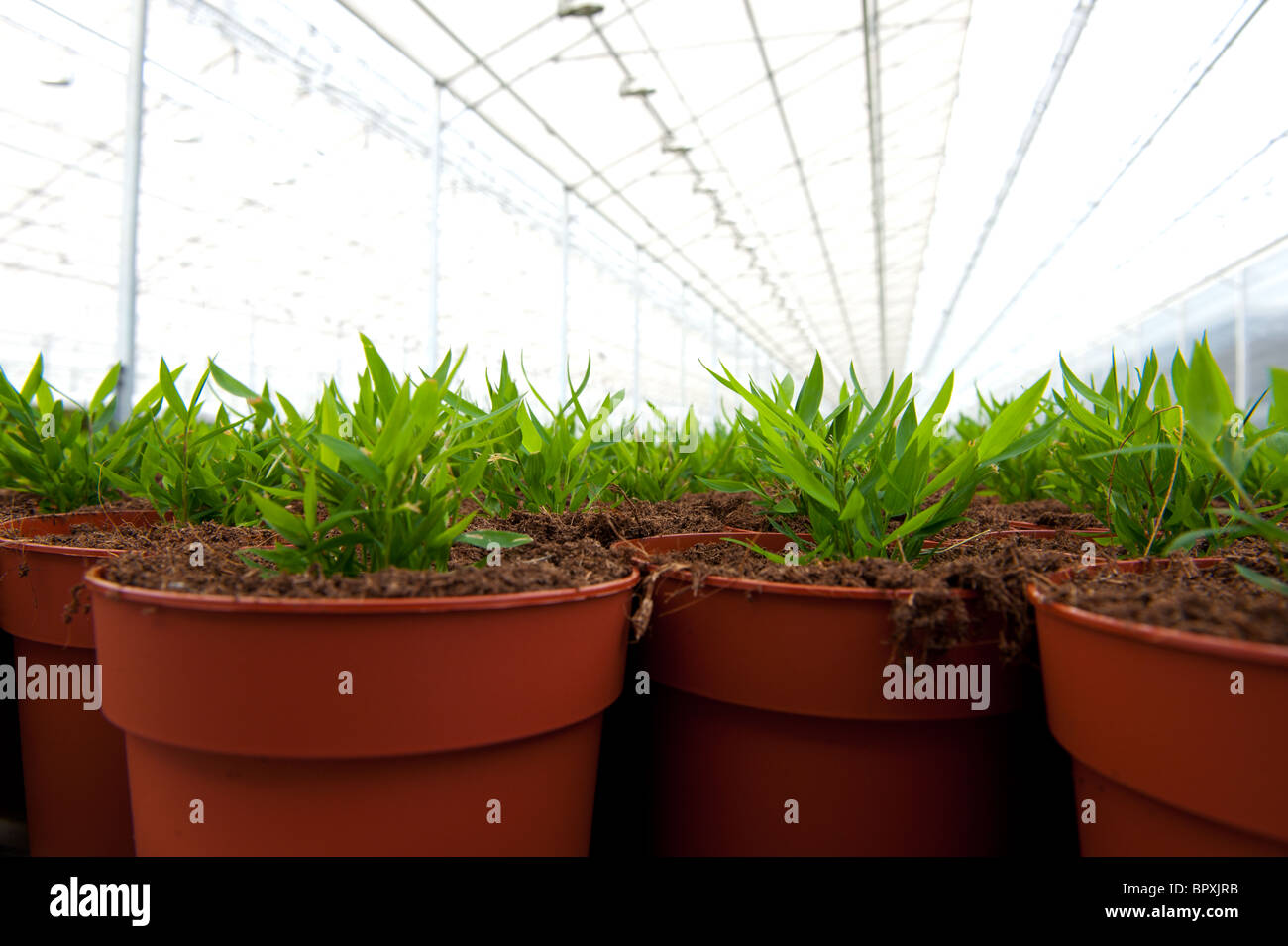 Diversity of plants in greenhouse Stock Photo - Alamy