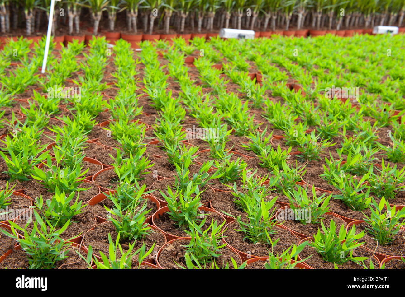 Diversity of plants in greenhouse Stock Photo - Alamy