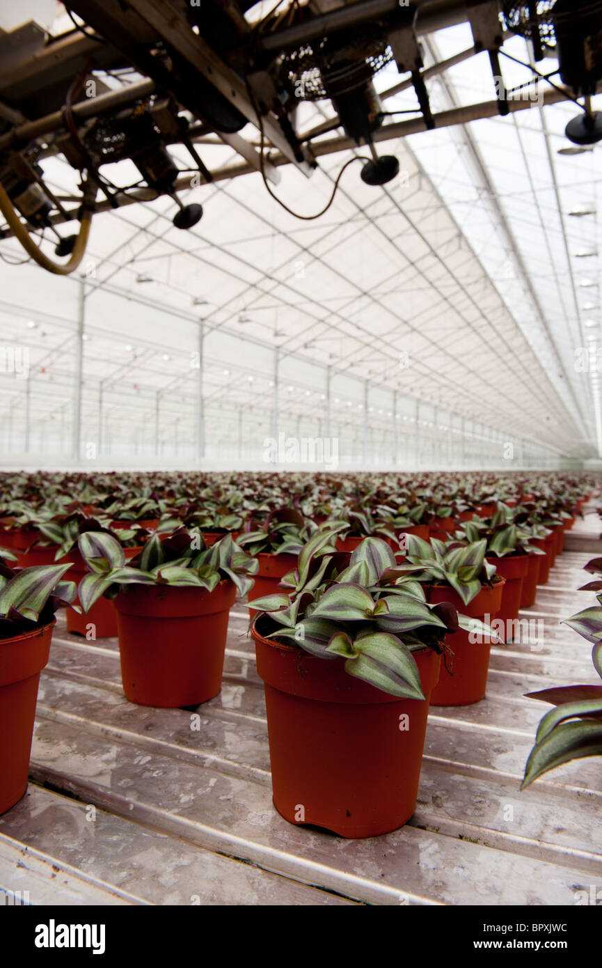 Diversity of plants in greenhouse Stock Photo - Alamy