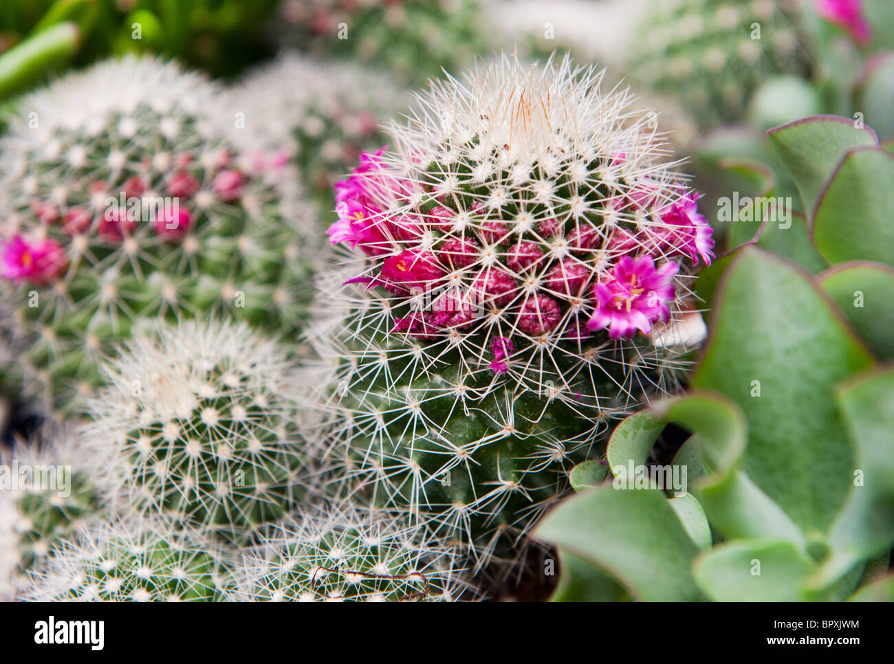 assortment cactus with flowers and succulent plants in the shop Stock ...