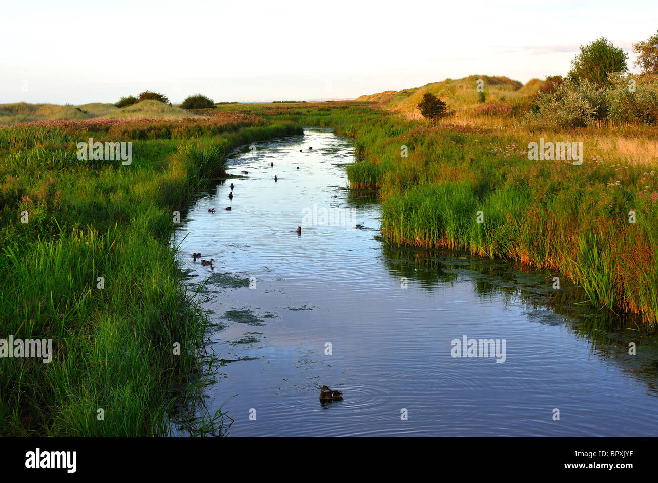 Ducks in a river which is running through reeds Stock Photo - Alamy
