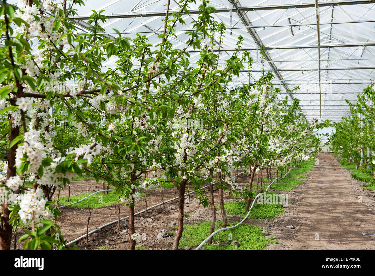 Cherry blossom in greenhouse hi-res stock photography and images - Alamy