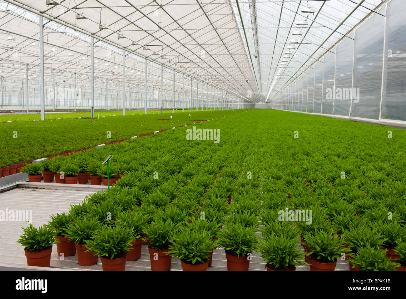 Diversity of plants in greenhouse Stock Photo - Alamy