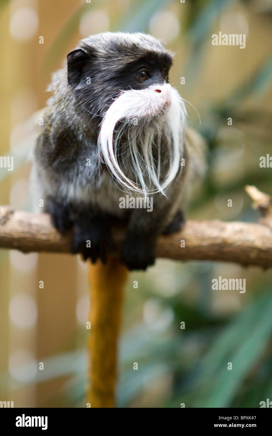 Emperor Tamarin Wallpaper