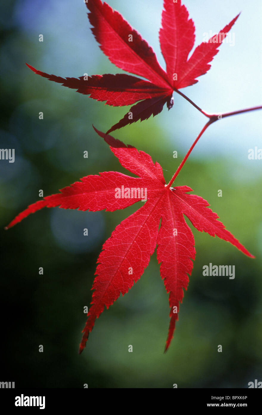 color red leaves japanese maple summer Stock Photo - Alamy