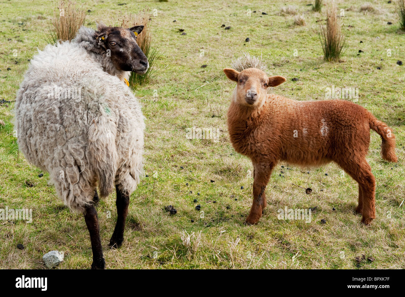 Brown lamb hi-res stock photography and images - Alamy