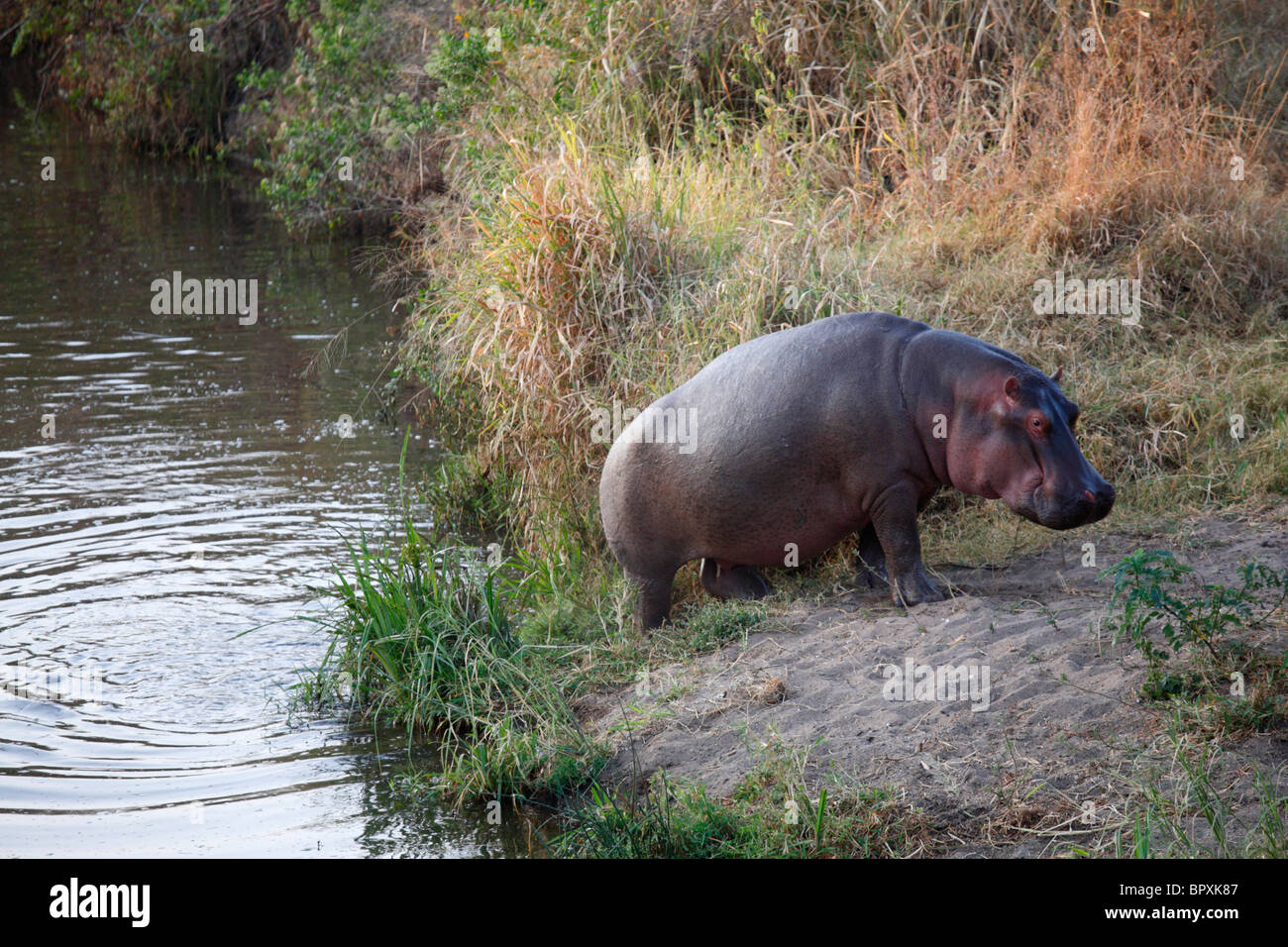 Hippo pond hi-res stock photography and images - Alamy