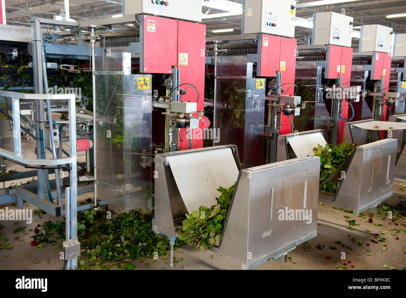 Sorting flowers hi-res stock photography and images - Alamy