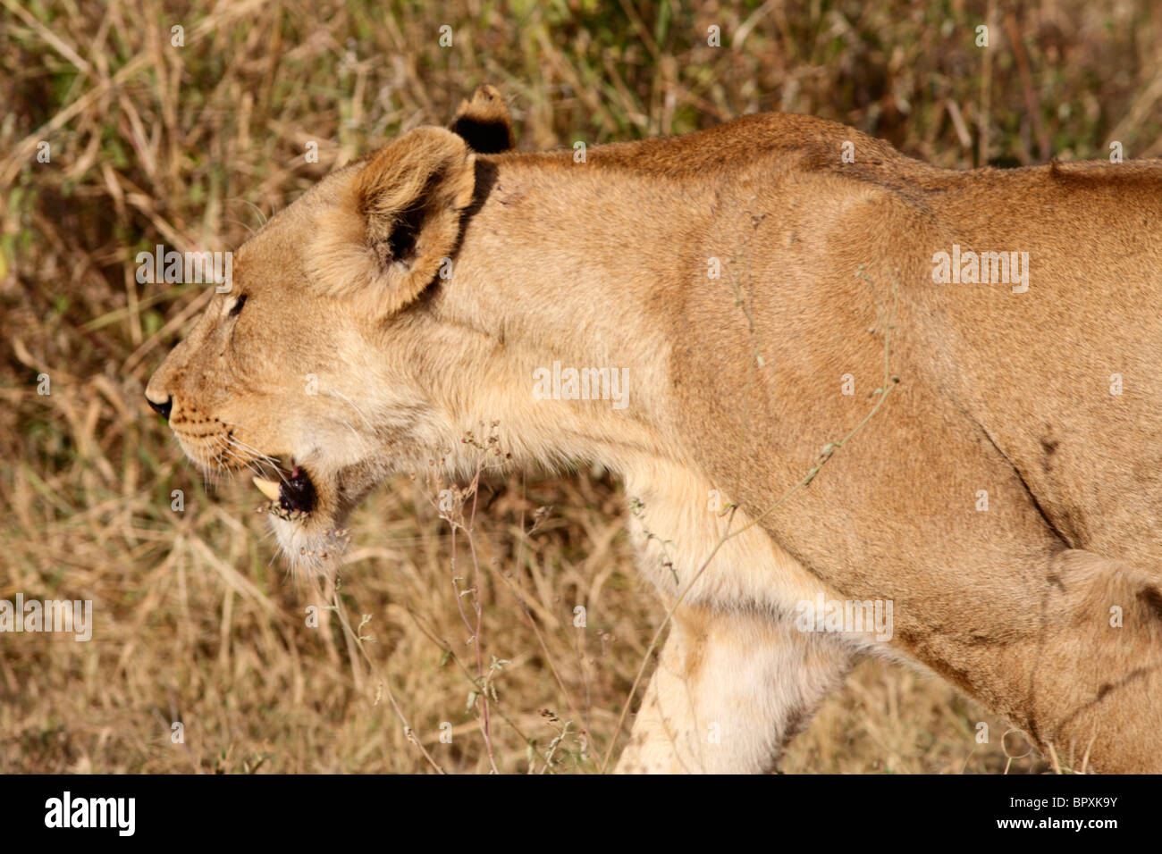 One animal outdoors outside portrait safari animals safari animal ...