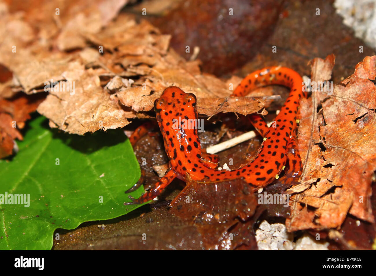 Cave Salamander (Eurycea lucifuga Stock Photo - Alamy