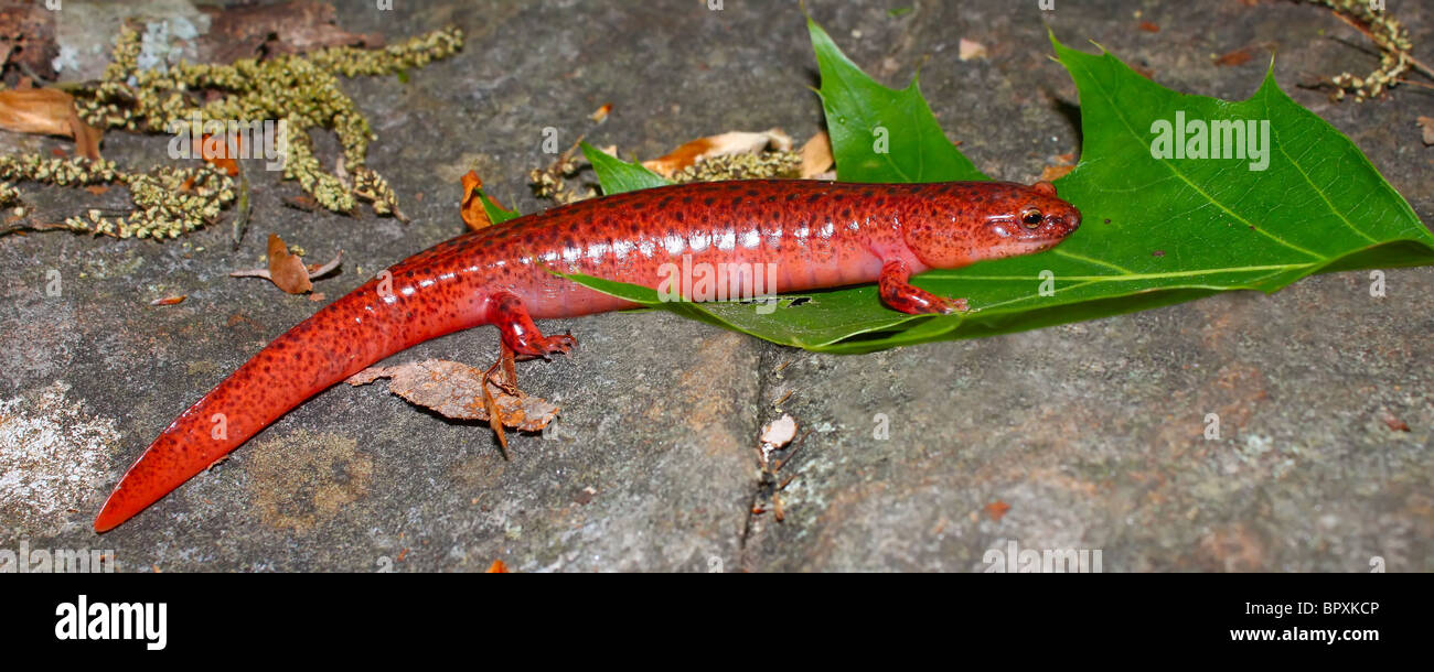 Red Salamander (Pseudotriton ruber Stock Photo - Alamy