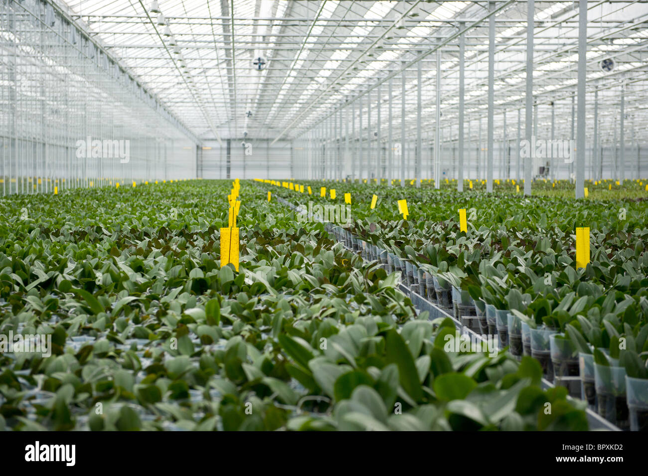 Diversity of plants in greenhouse Stock Photo - Alamy