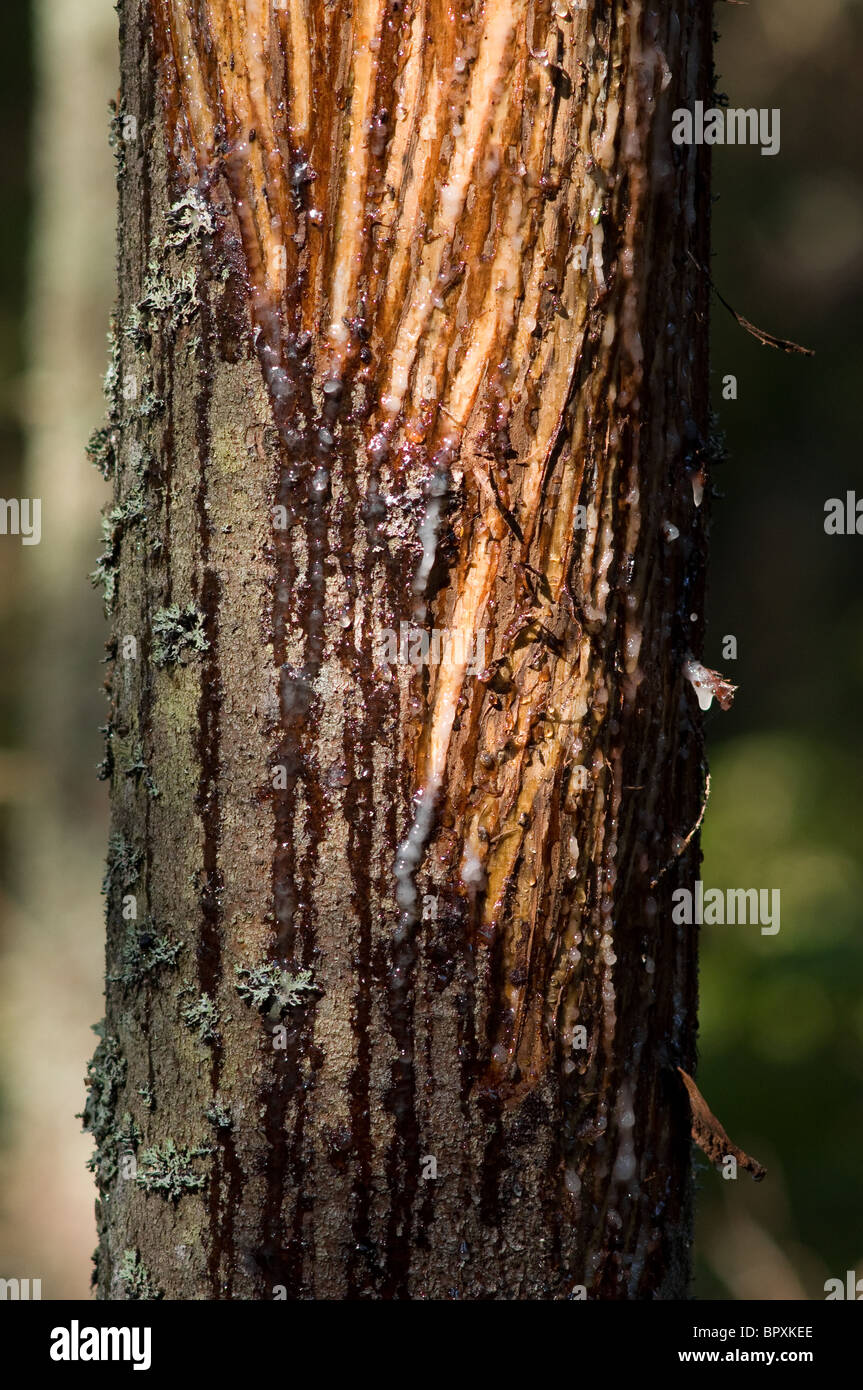 Bear scratch tree hi-res stock photography and images - Alamy