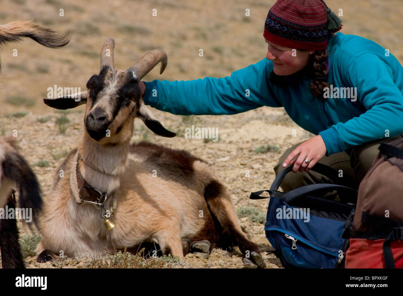 Goat Packing High Resolution Stock Photography and Images - Alamy