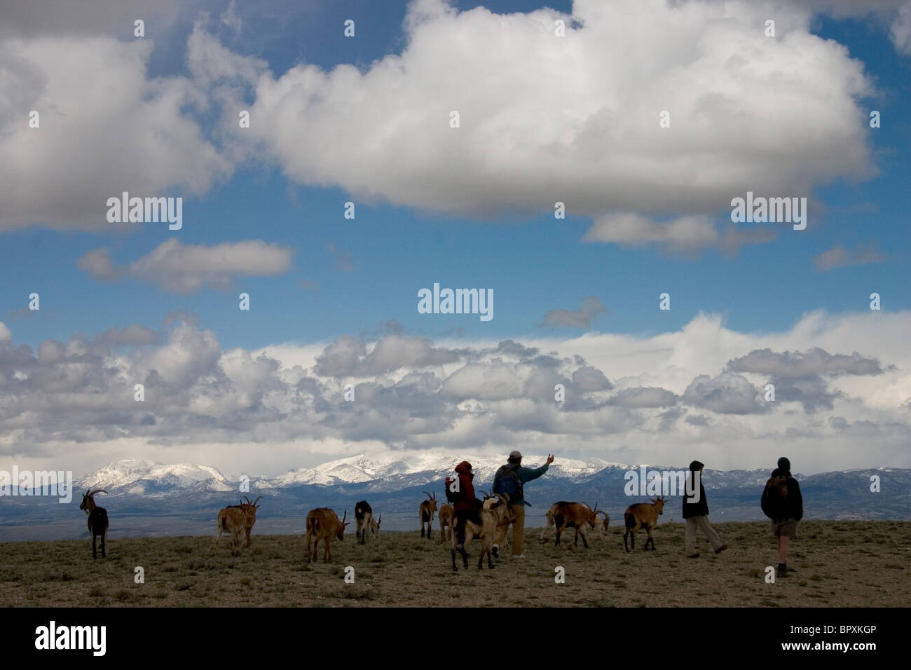 Goat Packing High Resolution Stock Photography and Images - Alamy