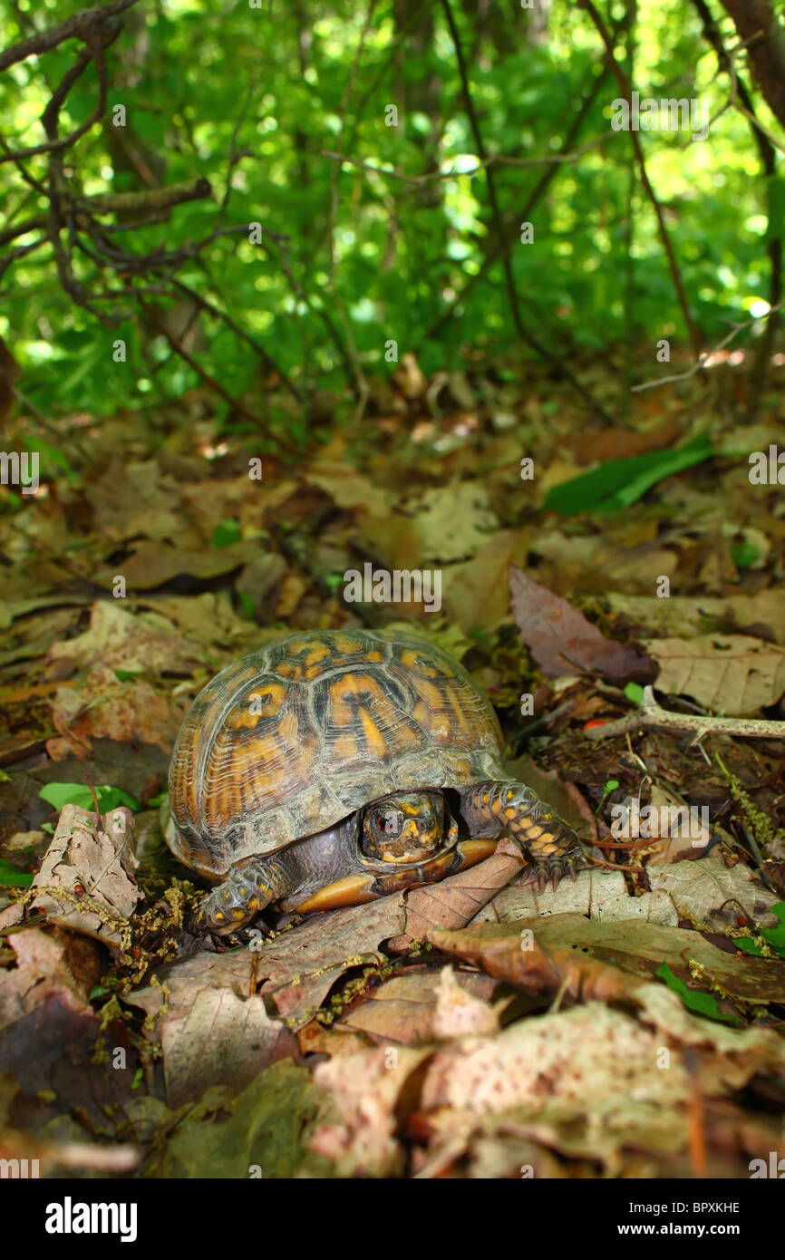 Box Turtle (Terrapene carolina Stock Photo - Alamy
