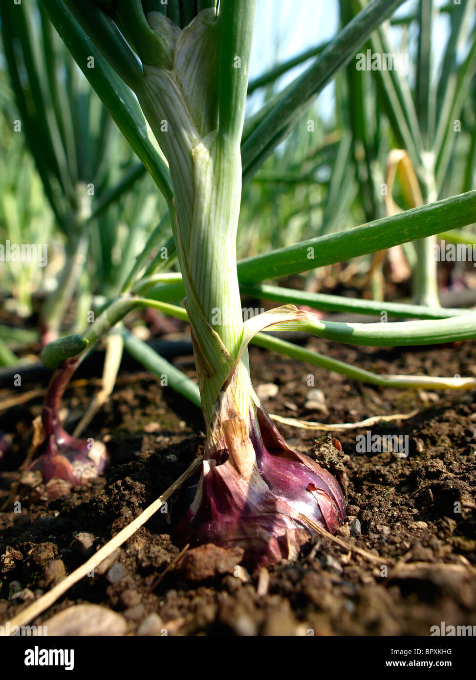 Stock photo of growing red onions from a low ground level view, in ...