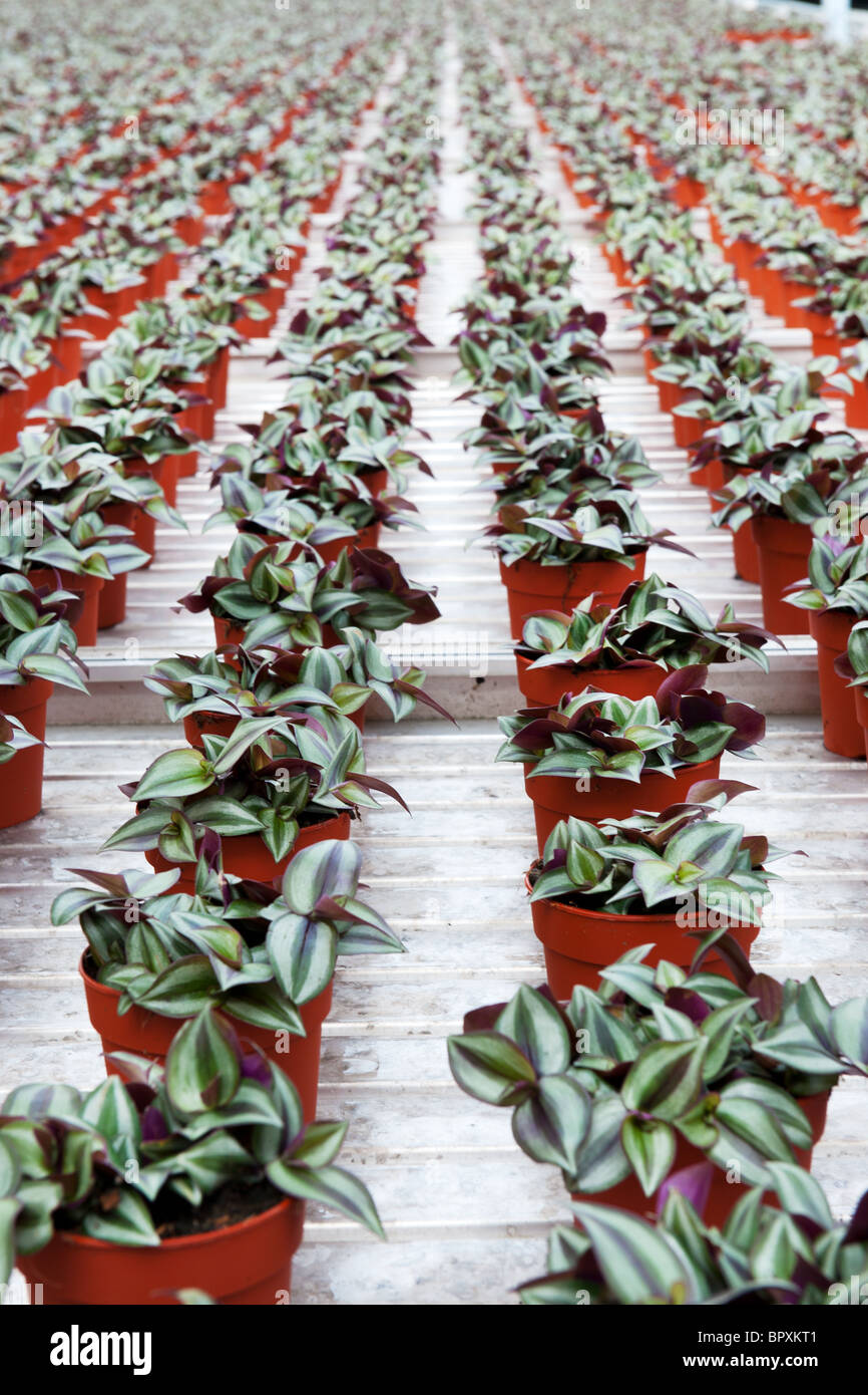Diversity of plants in greenhouse Stock Photo - Alamy