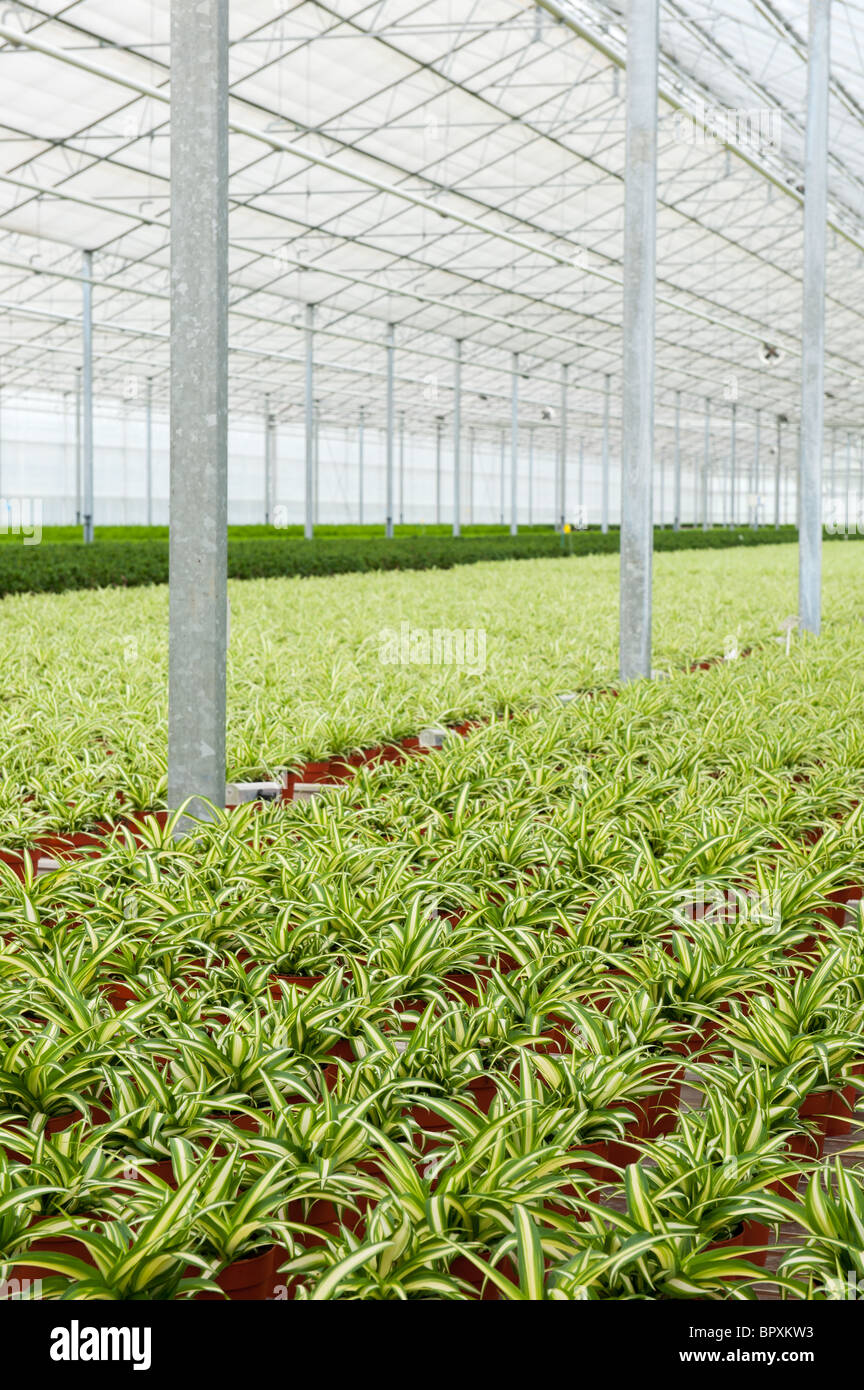 Diversity of plants in greenhouse Stock Photo - Alamy