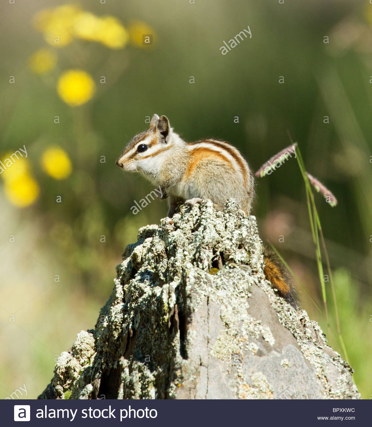 Chipmunk Stock Photos & Chipmunk Stock Images - Alamy
