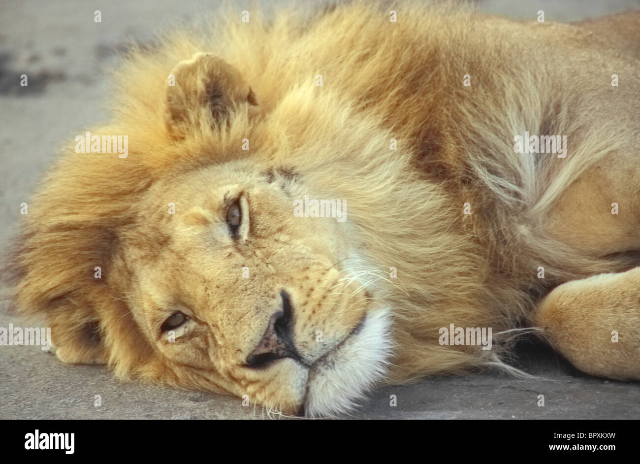 Huge lion hi-res stock photography and images - Alamy