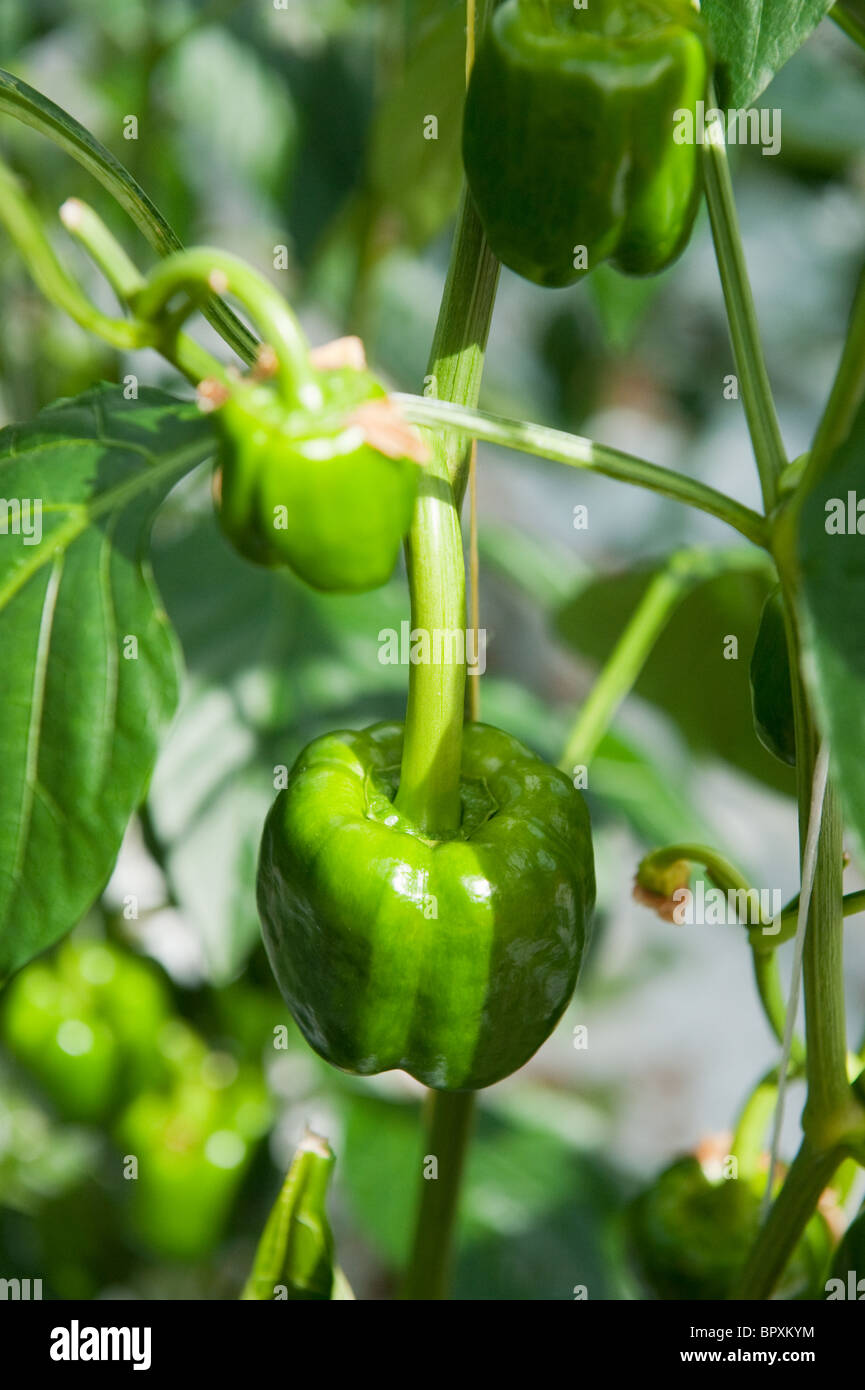 Paprika plant with almost ripe green vegetables in greenhouse Stock ...