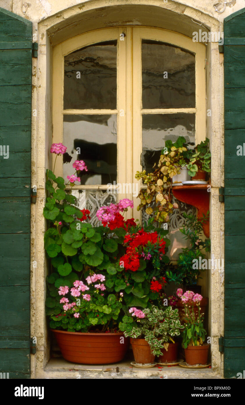 Flowers in window of a France home Stock Photo - Alamy