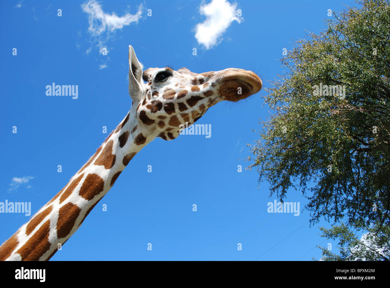 Looking up at giraffe Stock Photo - Alamy