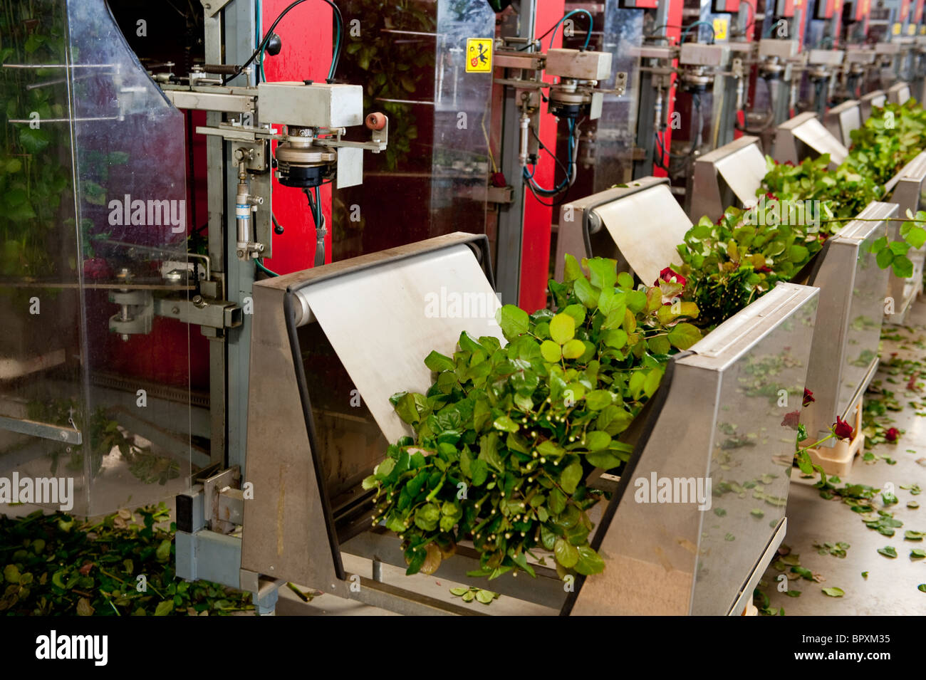 Sorting flowers hi-res stock photography and images - Alamy