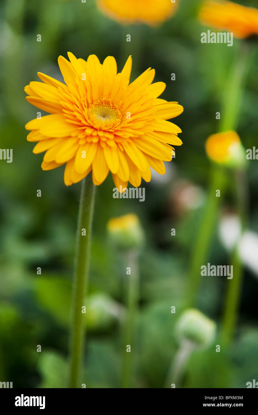 Yellow Gerber daisy flower plants in greenhouse Stock Photo - Alamy