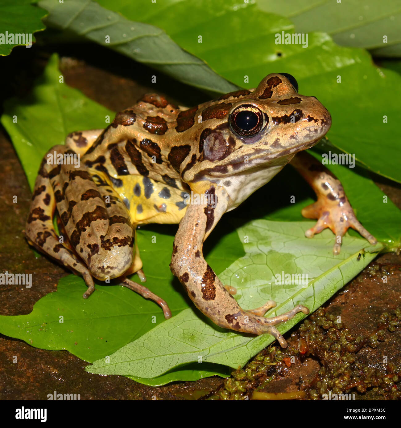 Pickerel Frog Pickerel Frog