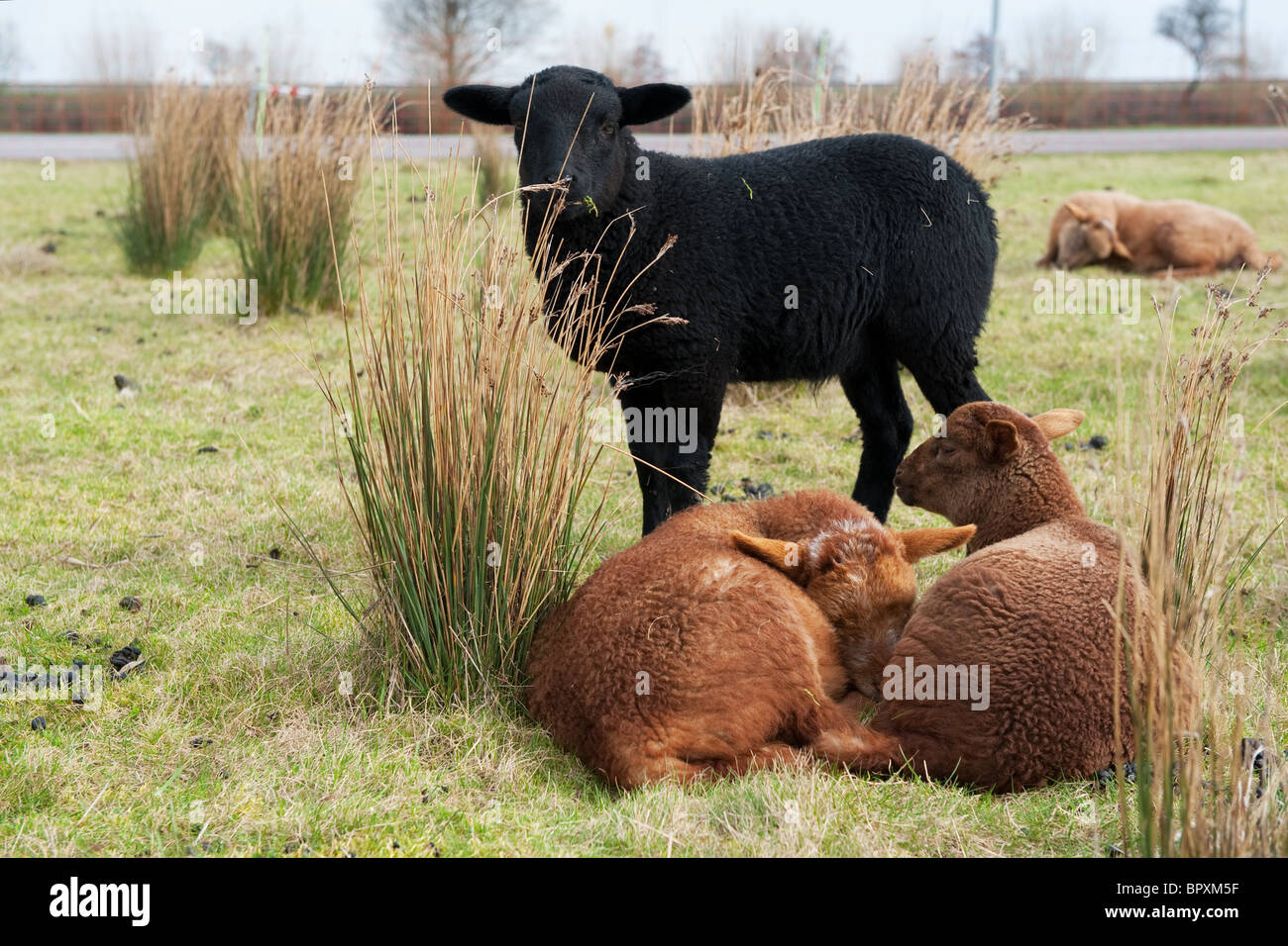 Black sheep with brown lambs in spring Stock Photo - Alamy