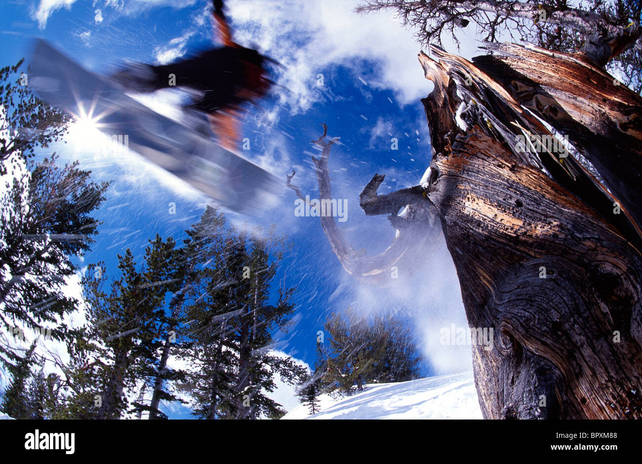 Man jumping through dead tree on his snowboard Stock Photo - Alamy