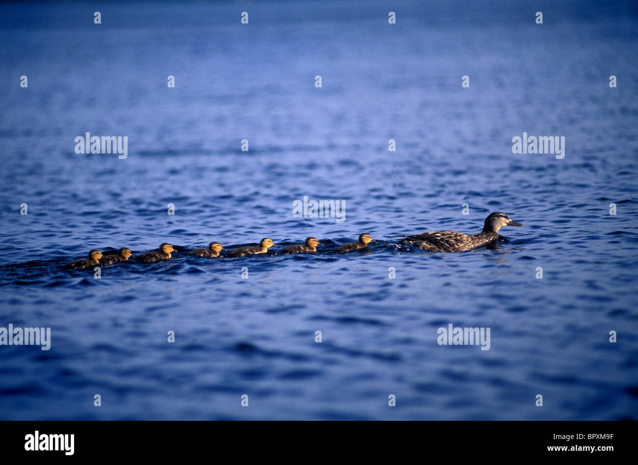 Seven ducklings hi-res stock photography and images - Alamy