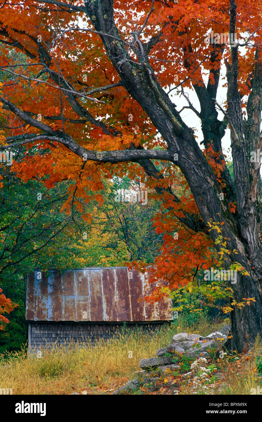 An old barn and Maple tree, Maine Stock Photo - Alamy