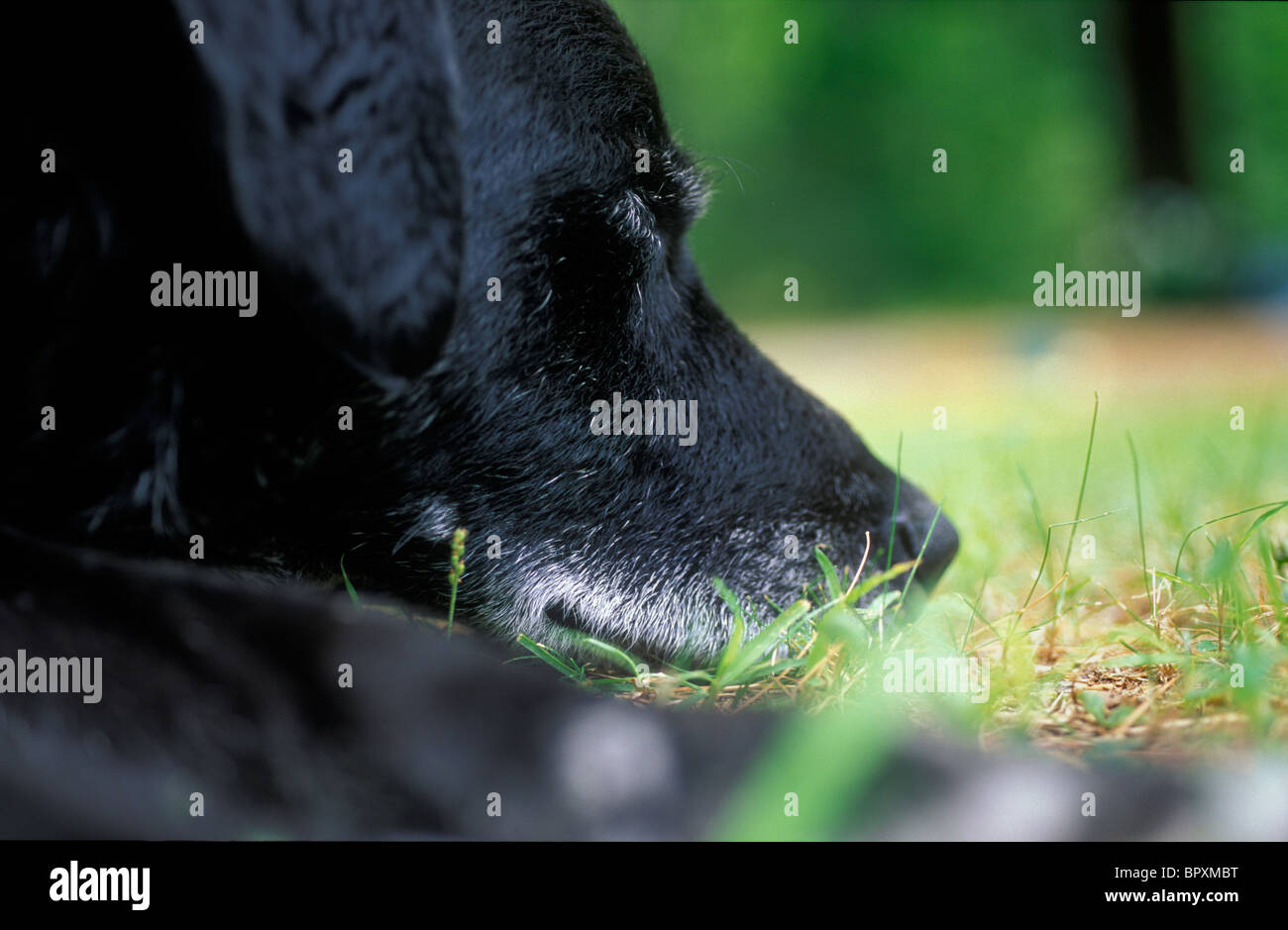 Mutt hi-res stock photography and images - Alamy