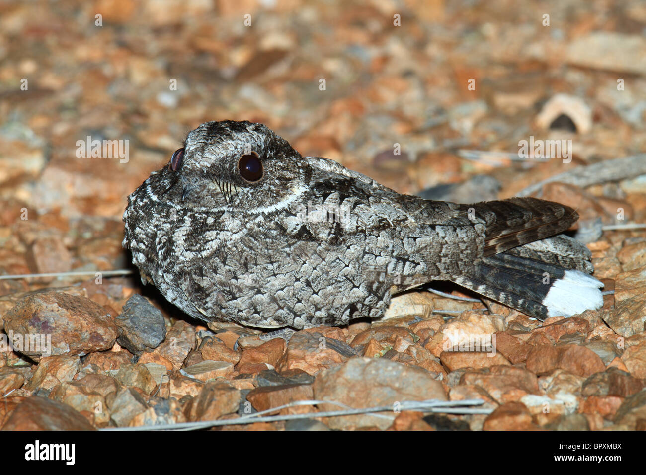 Poorwill hi-res stock photography and images - Alamy