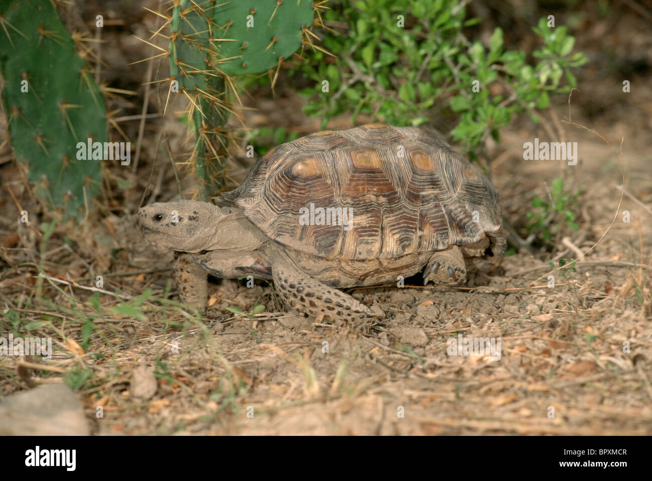 Texas tortoise hi-res stock photography and images - Alamy