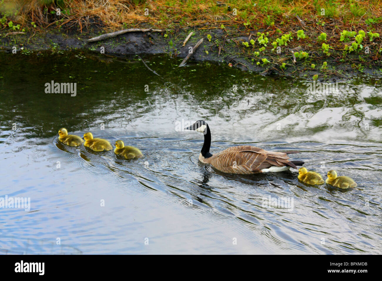 Child behavior observation hi-res stock photography and images - Alamy