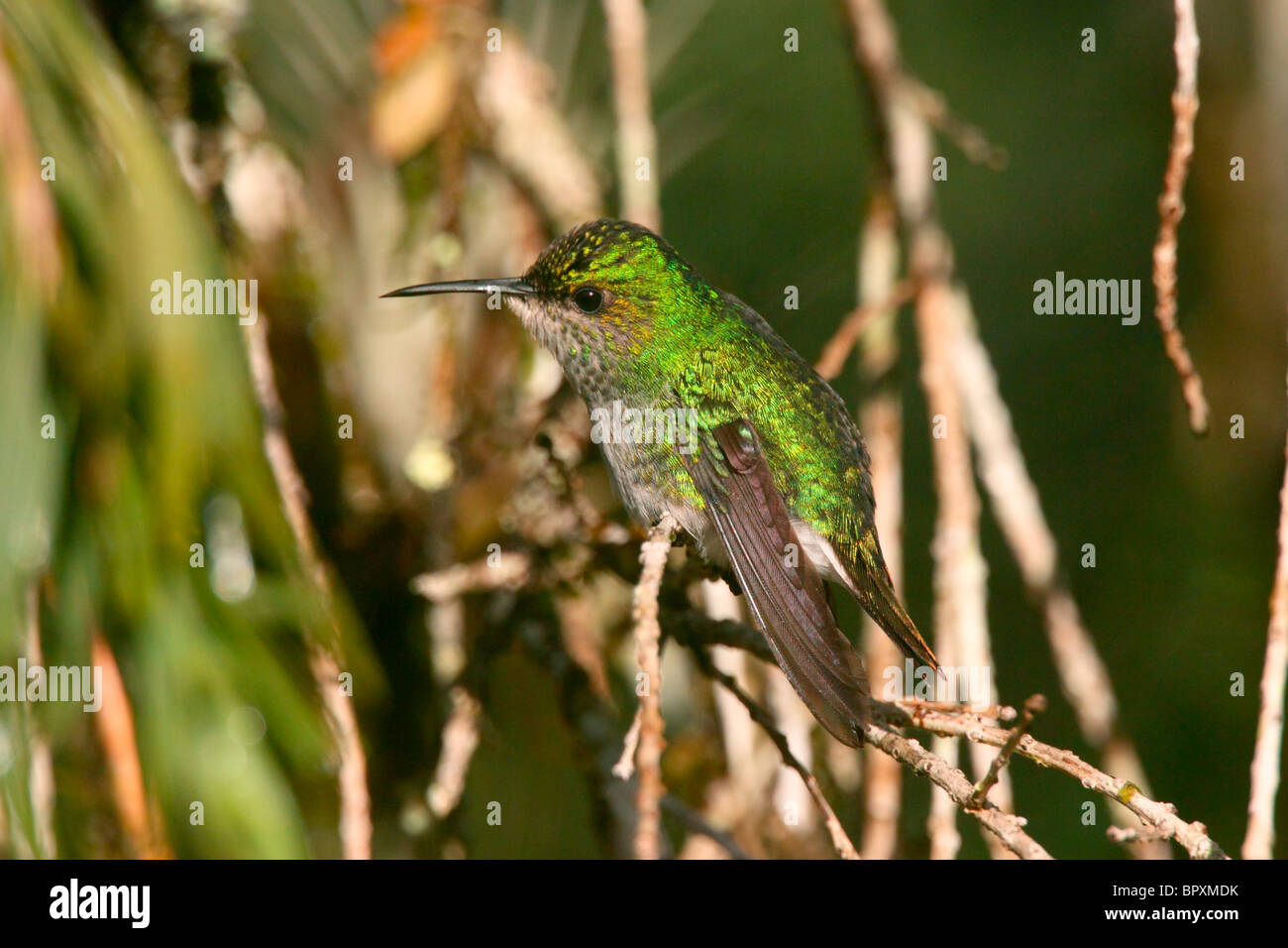 Emerald green feathers hi-res stock photography and images - Alamy