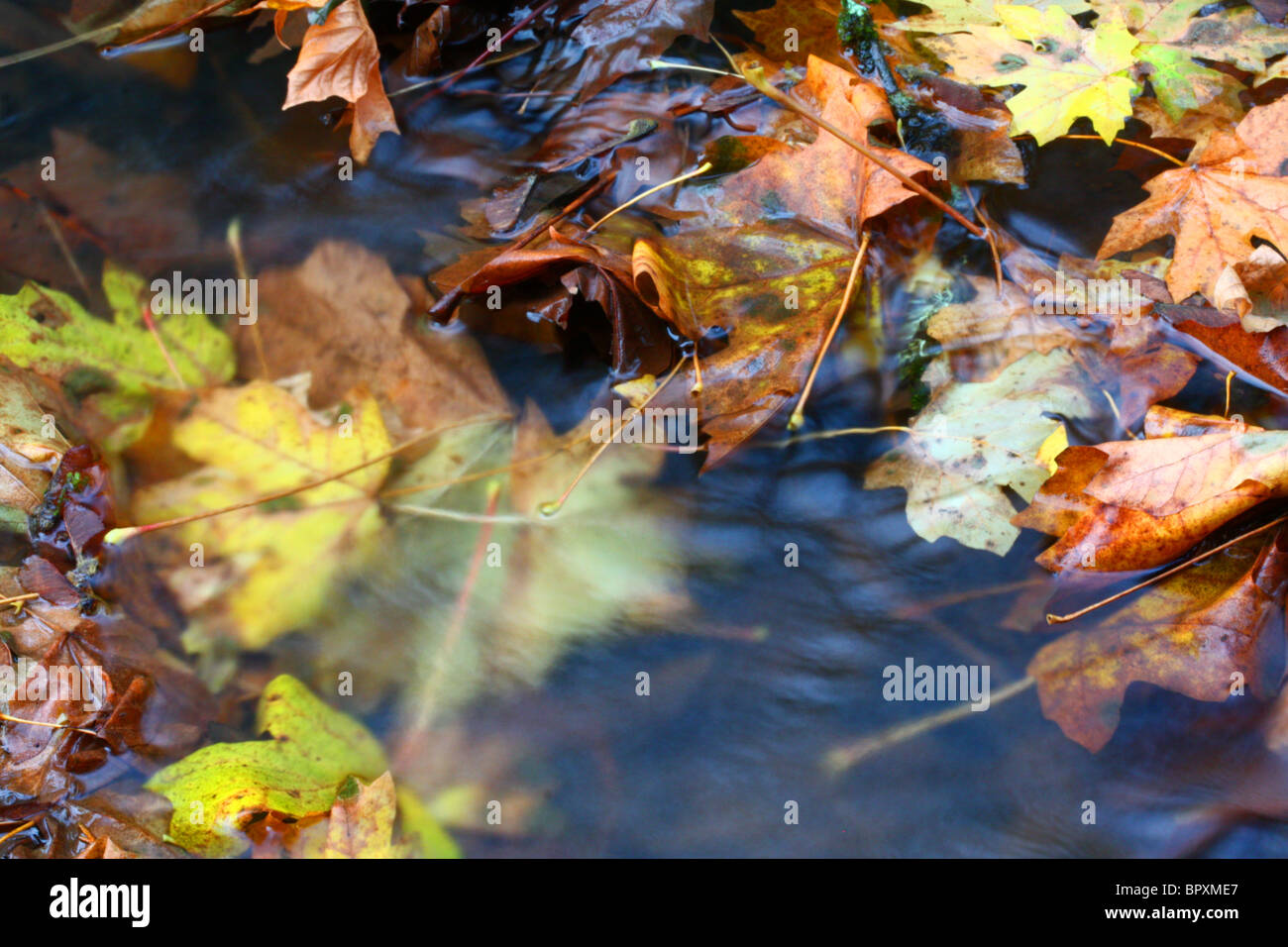 Close-up of a cluster of multi-colored fall leaves floating in flowing water, creek, river Stock ...