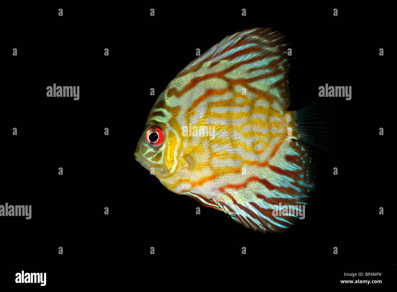 Discus fish tropical aequifasciata hi-res stock photography and images ...
