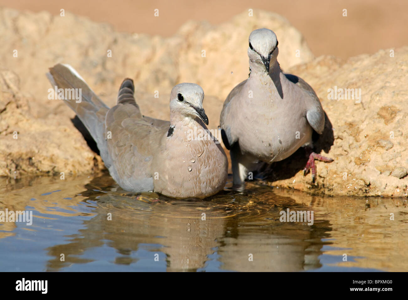 Two turtle doves hi-res stock photography and images - Alamy