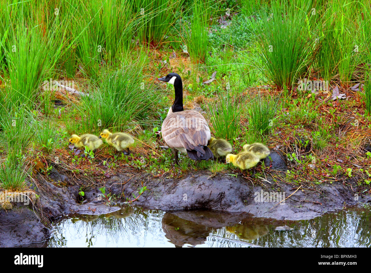 Canada goose & five gosling feeding by pond lake river water Stock ...