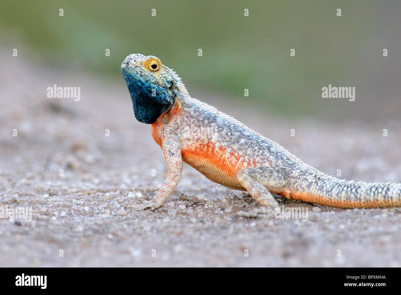 Male ground agama (Agama aculeata) in bright breeding colors ...