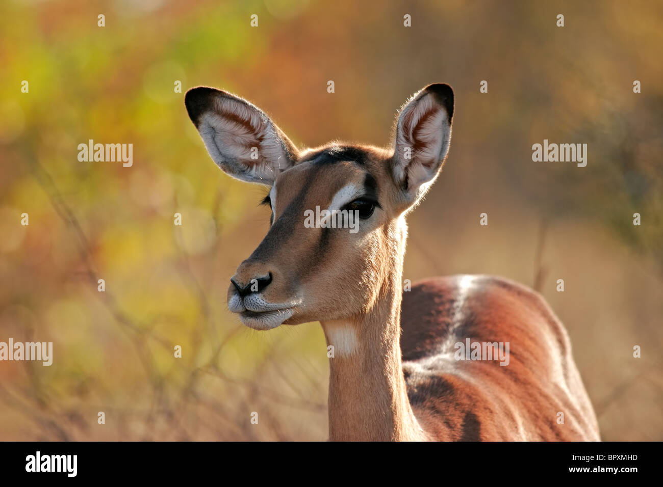 Portrait a female impala antelope (Aepyceros melampus), Kruger National ...