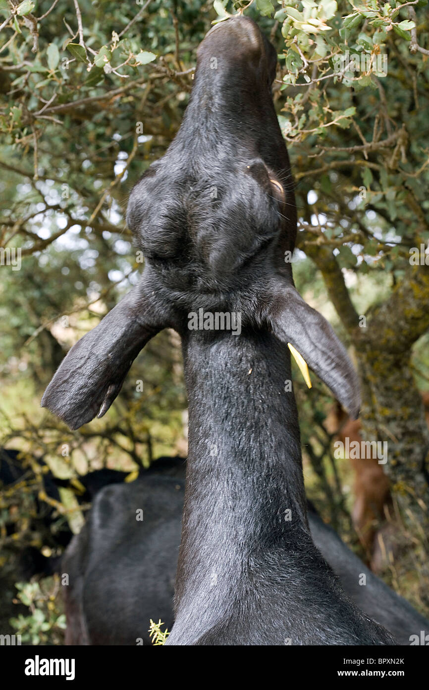 Goat eating from a bush Stock Photo - Alamy