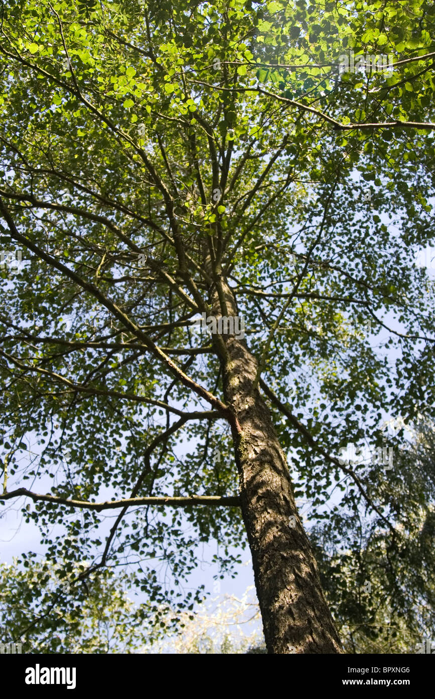 Worm's eye view of tree newly in leaf Stock Photo - Alamy