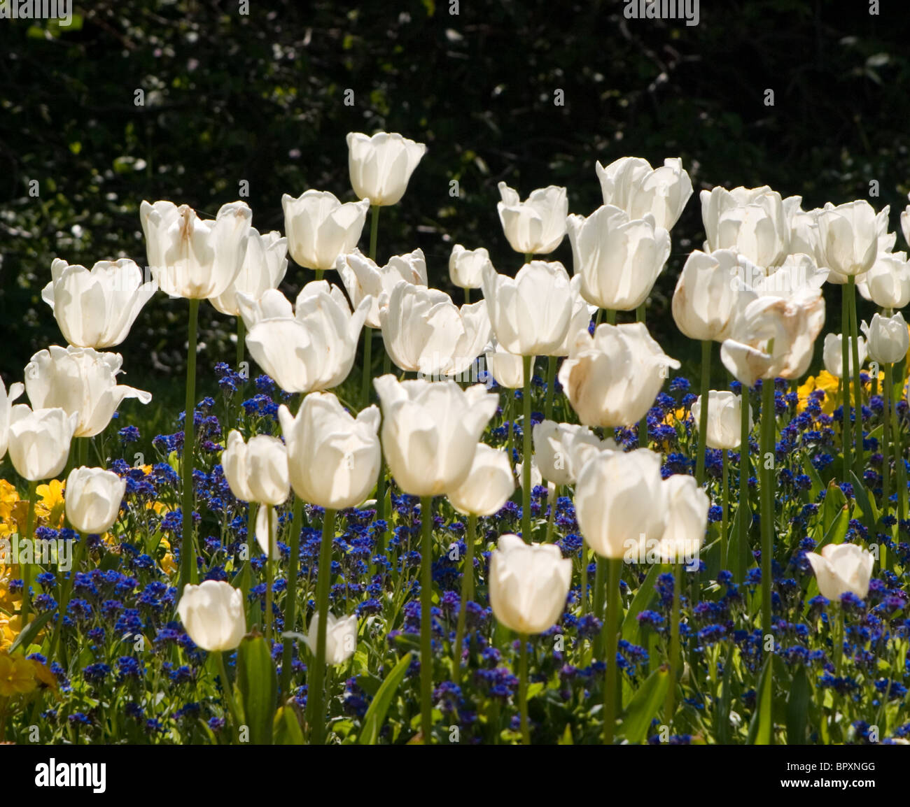 White tulips, backlit Stock Photo - Alamy