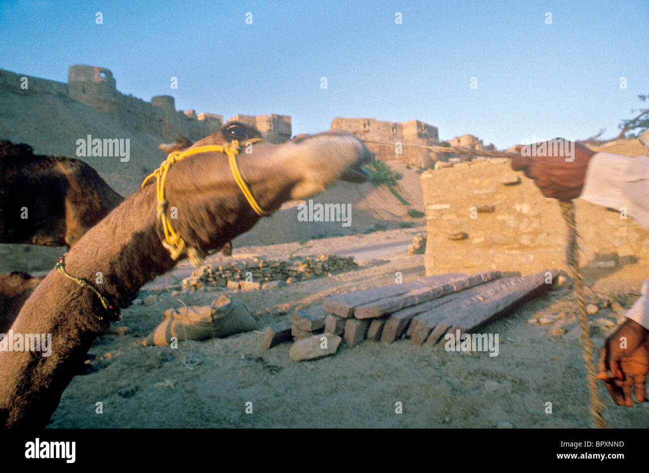 A camel guide puts a wooden peg in a camel's nose near Jaisalmer Fort ...